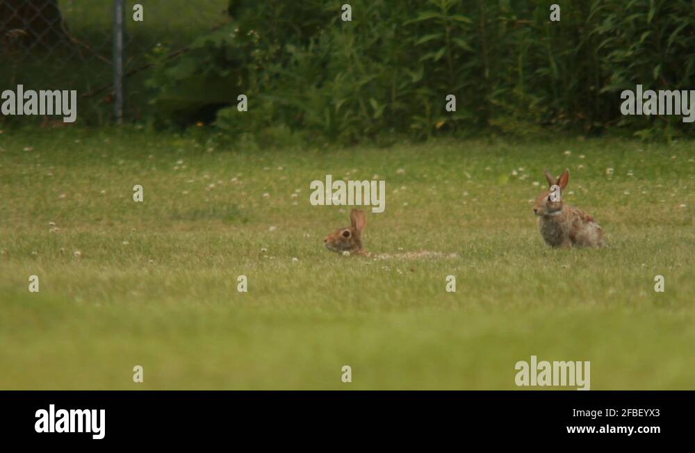 Mating rabbits Stock Videos & Footage - HD and 4K Video Clips - Alamy