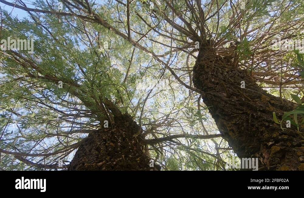 Willow snake Stock Videos & Footage - HD and 4K Video Clips - Alamy