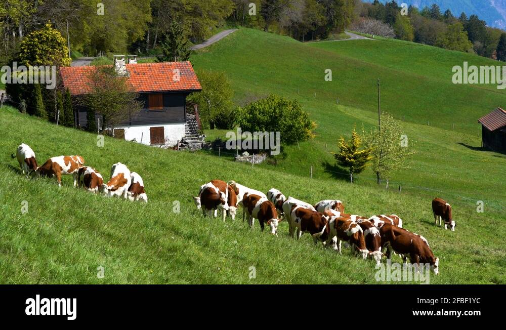 Breed simmental cattle Stock Videos & Footage - HD and 4K Video Clips ...