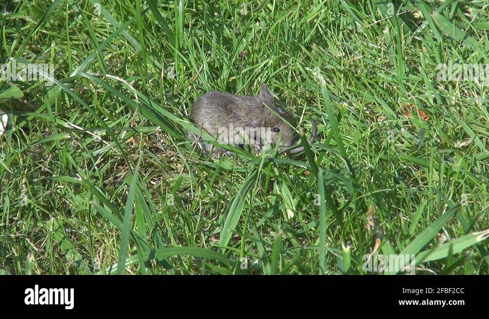 Mouse animal grass Stock Videos & Footage - HD and 4K Video Clips - Alamy