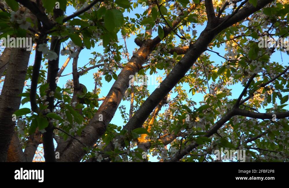 Rotating upward facing right pan from underneath a Sakura cherry ...