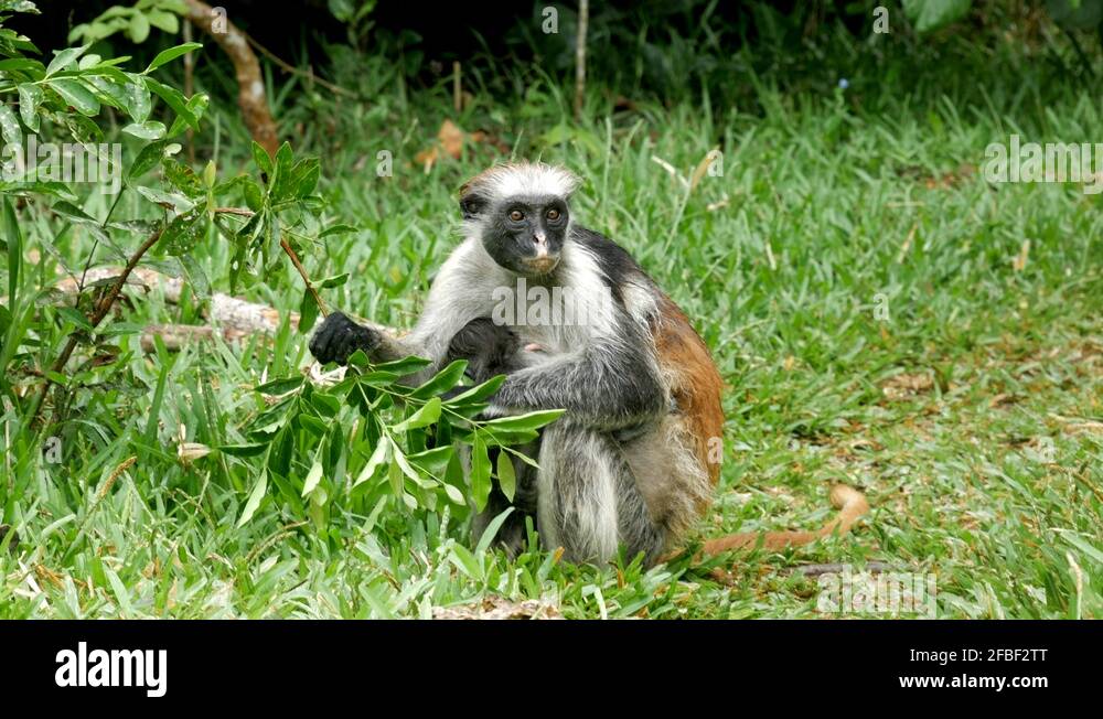 Monkey eats mango Stock Videos & Footage - HD and 4K Video Clips - Alamy