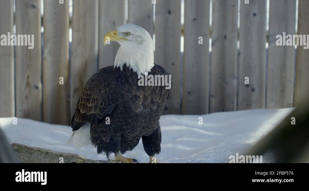 Bald eagle claws close up Stock Videos & Footage - HD and 4K Video ...
