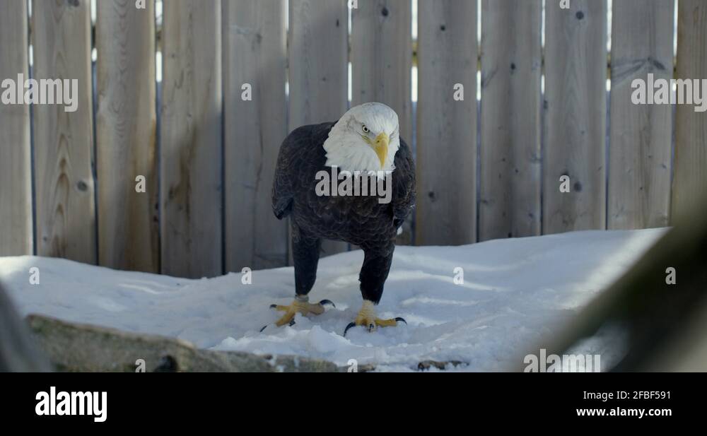 Bald eagle walking Stock Videos & Footage - HD and 4K Video Clips - Alamy