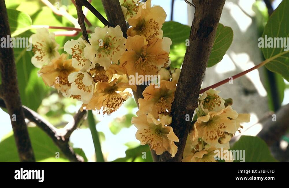 Kiwifruit flower Stock Videos & Footage - HD and 4K Video Clips - Alamy