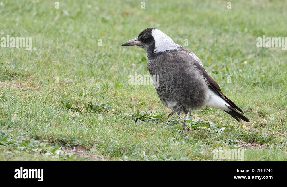 Tangle foot Stock Videos & Footage - HD and 4K Video Clips - Alamy