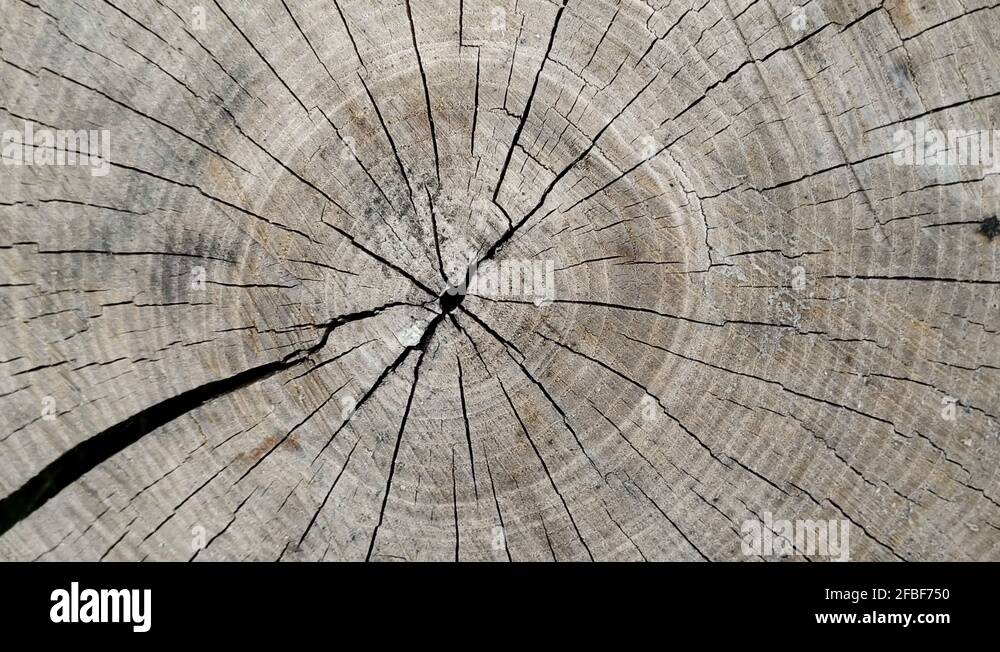 Log texture Stock Videos & Footage - HD and 4K Video Clips - Alamy