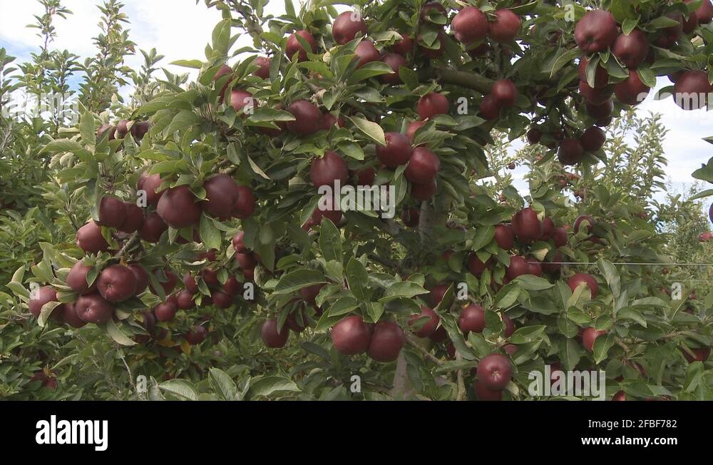 Red delicious apples Stock Videos & Footage - HD and 4K Video Clips - Alamy