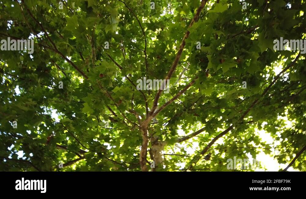 Maple tree canopy Stock Videos & Footage - HD and 4K Video Clips - Alamy