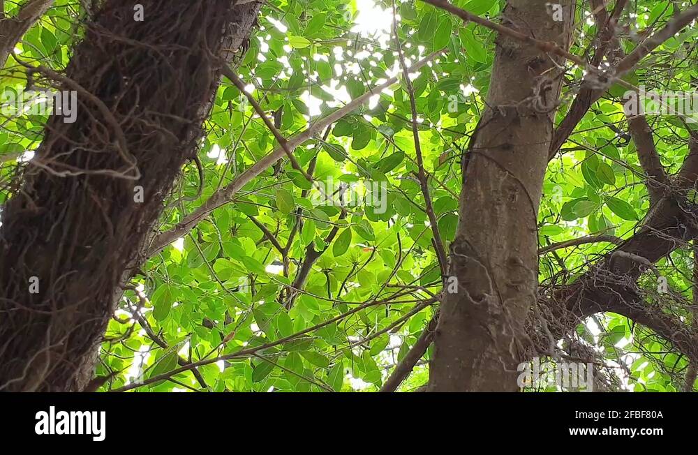 Strangler fig vines Stock Videos & Footage - HD and 4K Video Clips - Alamy