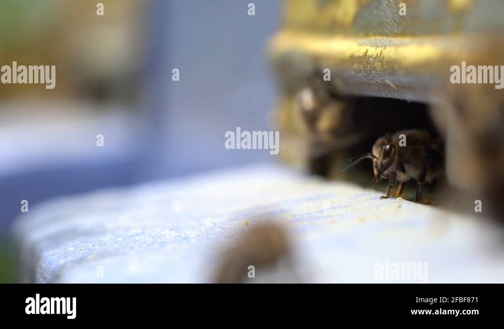 Hive guard Stock Videos & Footage - HD and 4K Video Clips - Alamy