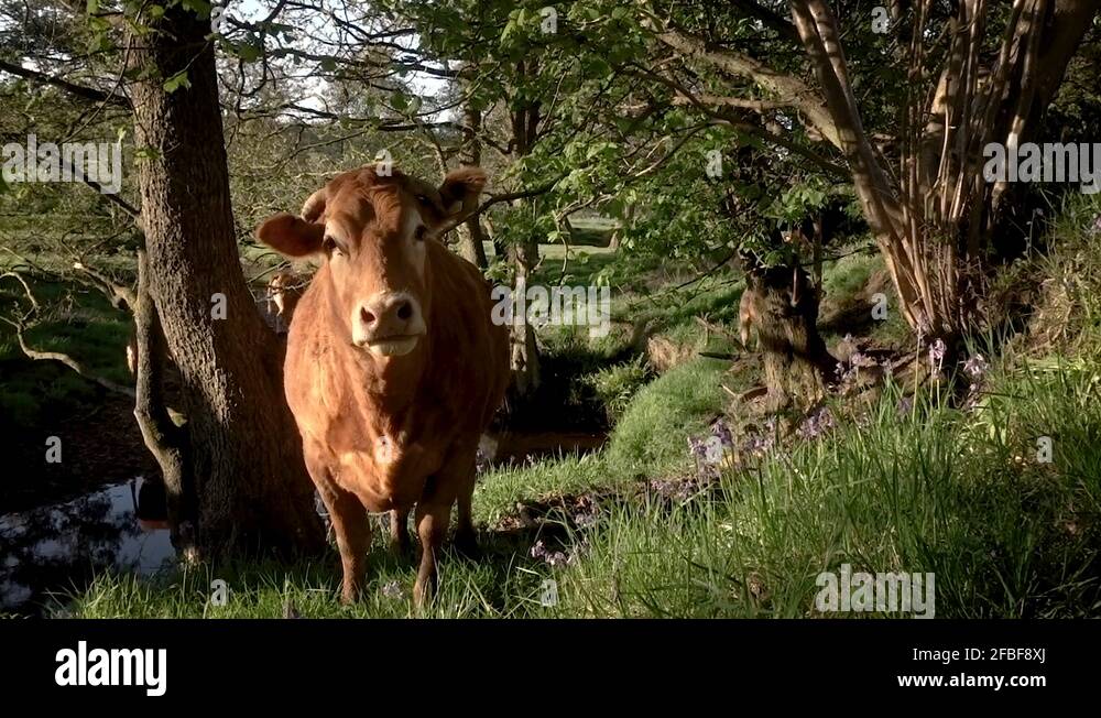 Cow chewing cud Stock Videos & Footage - HD and 4K Video Clips - Alamy