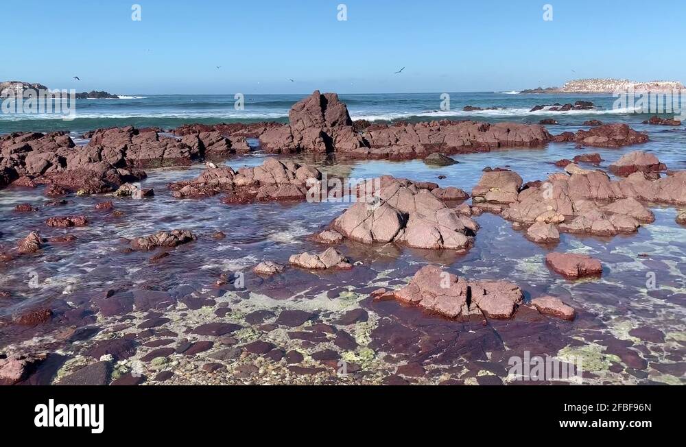 Wildlife ocean landscape Stock Videos & Footage - HD and 4K Video Clips ...