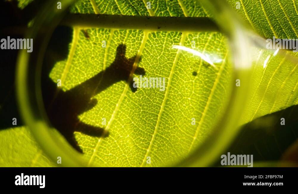 Tree frog leaf silhouette Stock Videos & Footage - HD and 4K Video ...