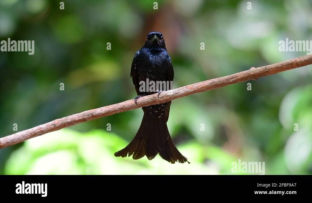 A black bird with iridescent feathers reflecting beautiful colours from ...