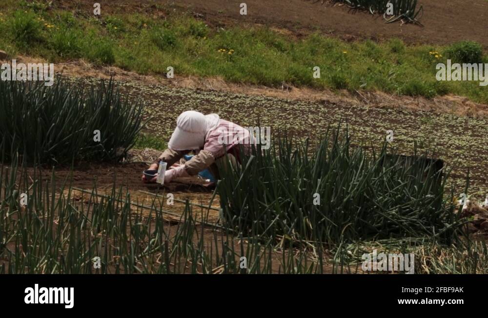 Labour japanese Stock Videos & Footage - HD and 4K Video Clips - Alamy