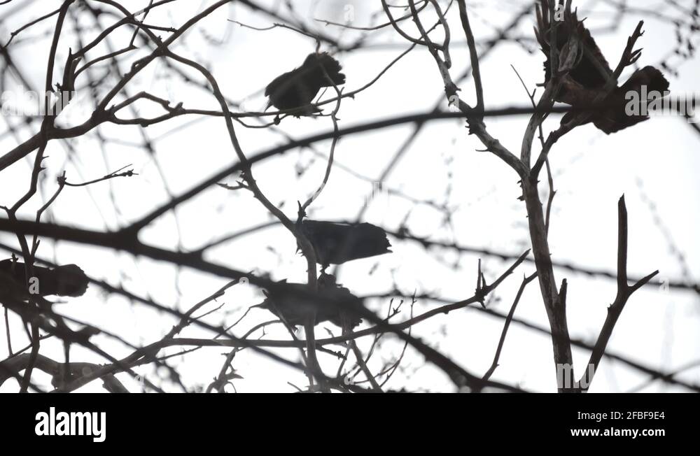 Family of crows on the branches of a tree. Silhouette of birds. black ...