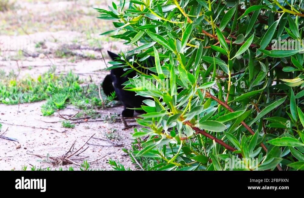 Cat behind bush Stock Videos & Footage - HD and 4K Video Clips - Alamy