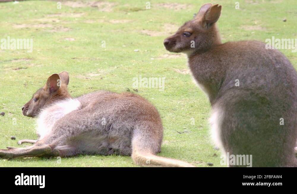 Bennett’s wallabies tasmania Stock Videos & Footage - HD and 4K Video Clips - Alamy
