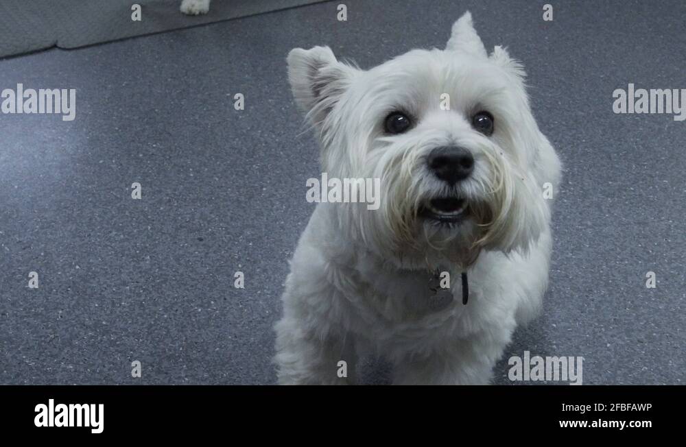 Westie cross Stock Videos & Footage - HD and 4K Video Clips - Alamy