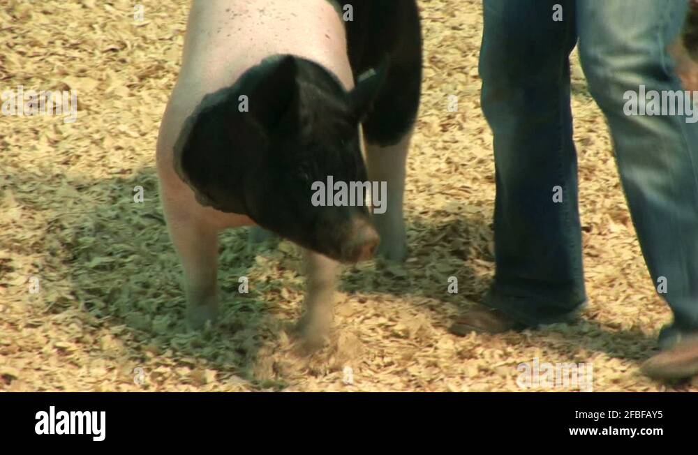 Pig show Stock Videos & Footage - HD and 4K Video Clips - Alamy
