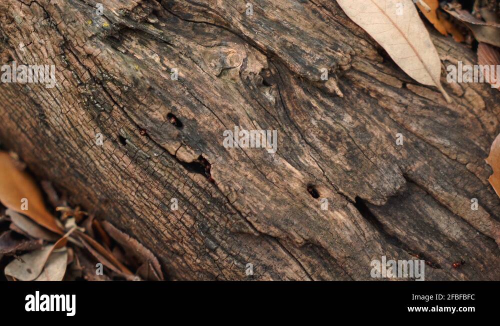 Tree stump insect infestation Stock Videos & Footage - HD and 4K Video ...