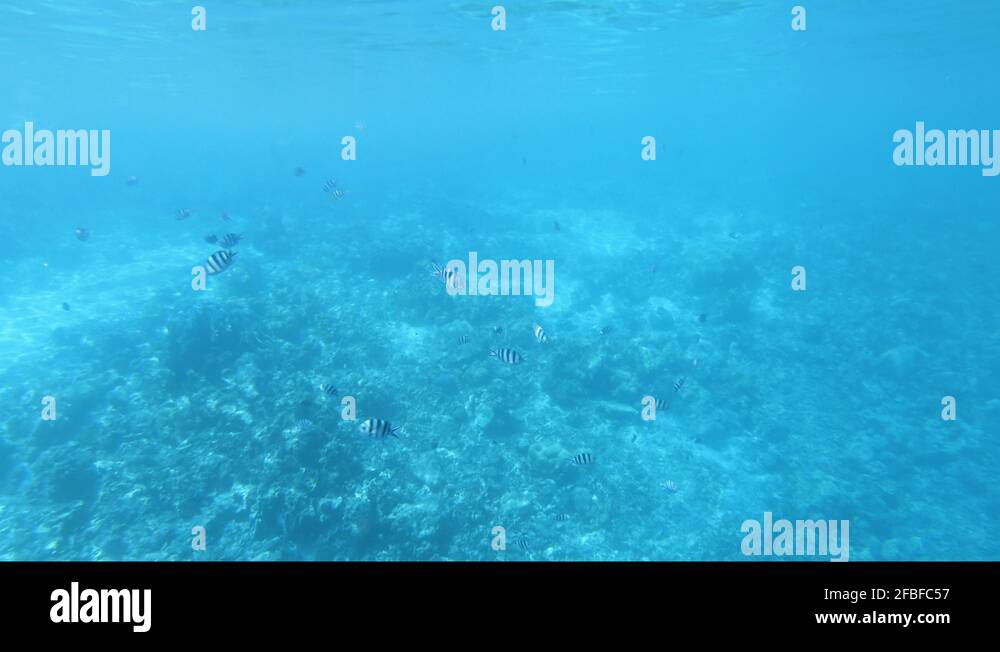 Deep seabed pacific Stock Videos & Footage - HD and 4K Video Clips - Alamy