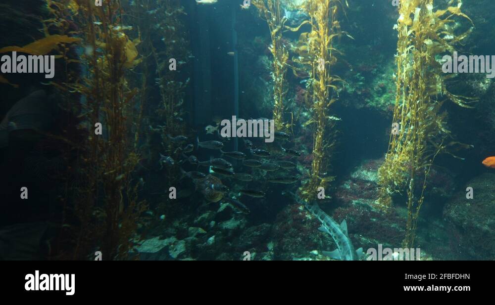 Carpenter sharks Stock Videos & Footage - HD and 4K Video Clips - Alamy