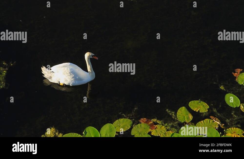 National bird of denmark Stock Videos & Footage - HD and 4K Video Clips ...