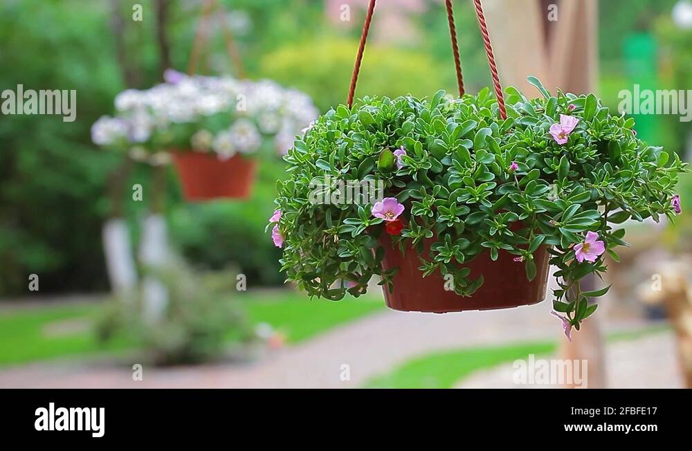 Flower pots pot Stock Videos & Footage - HD and 4K Video Clips - Alamy