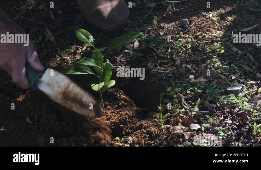 After planting a small tree, filling in the hole as part of ...