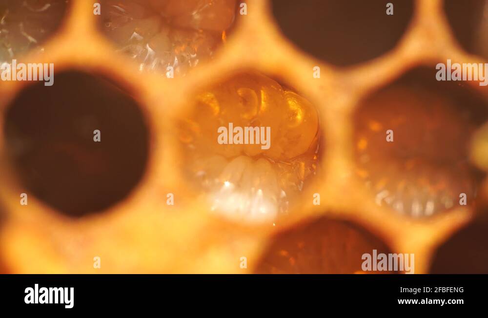 Honeybee larvae Stock Videos & Footage - HD and 4K Video Clips - Alamy