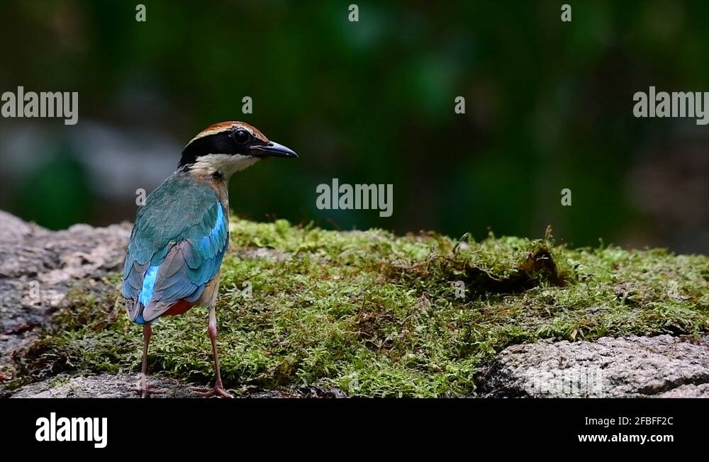 Pittas Stock Videos & Footage - HD and 4K Video Clips - Alamy