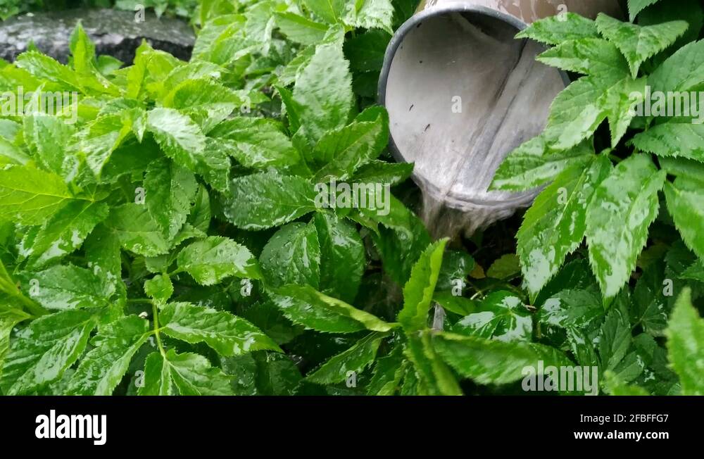 Excess water drain Stock Videos & Footage - HD and 4K Video Clips - Alamy