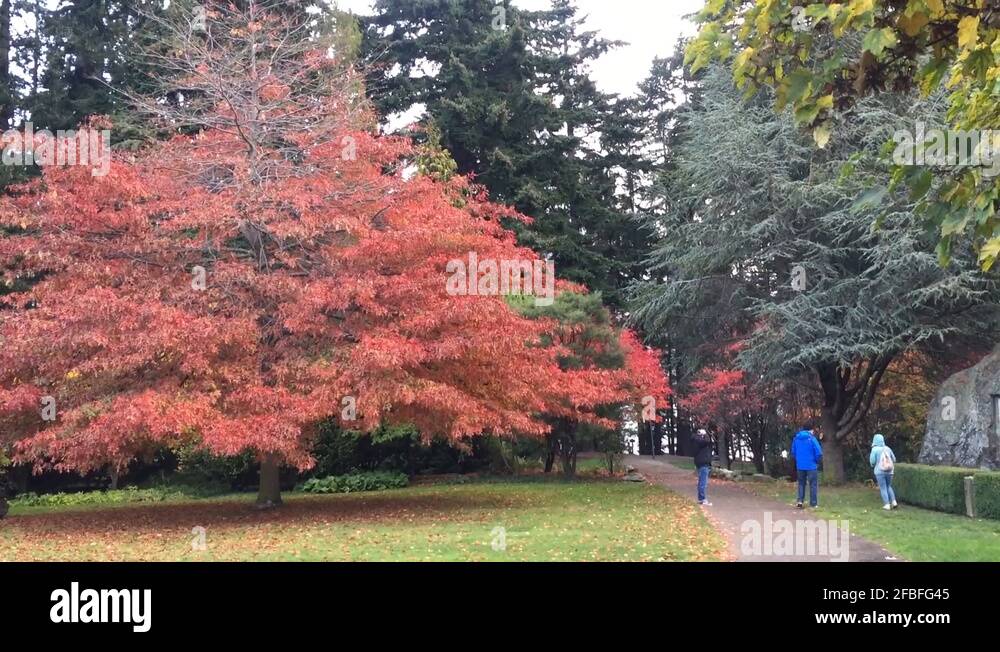Big red tree Stock Videos & Footage - HD and 4K Video Clips - Alamy