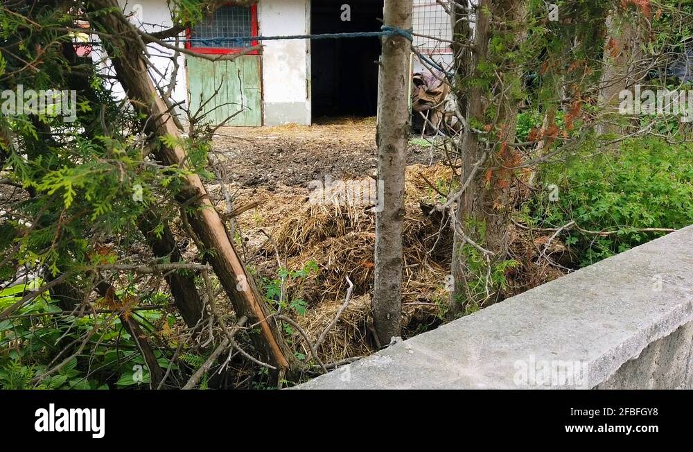 Door home hedge Stock Videos & Footage - HD and 4K Video Clips - Alamy