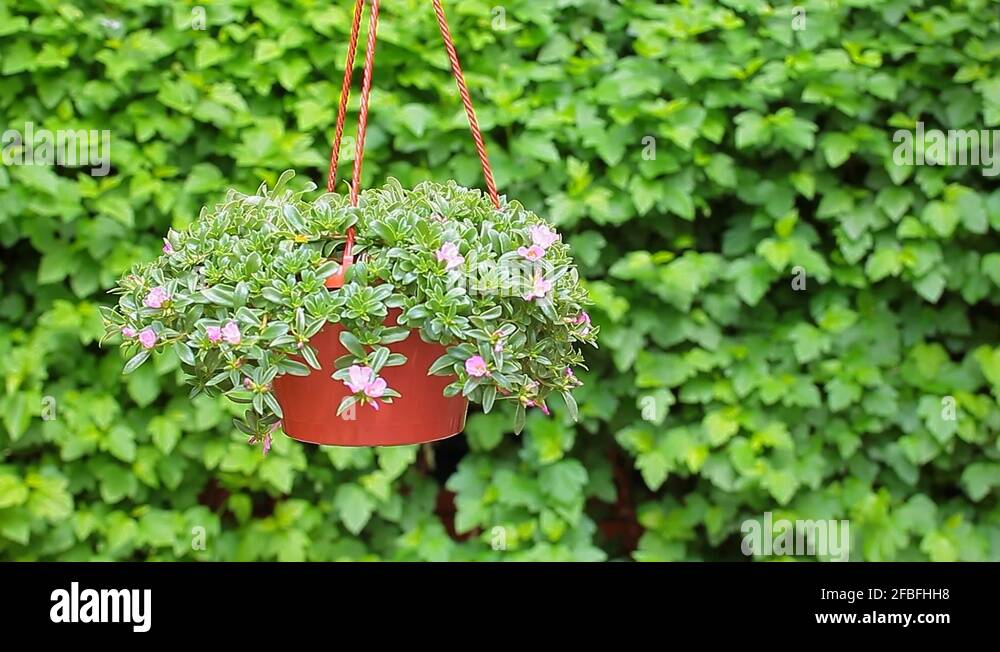 Creeper decoration flower Stock Videos & Footage - HD and 4K Video ...