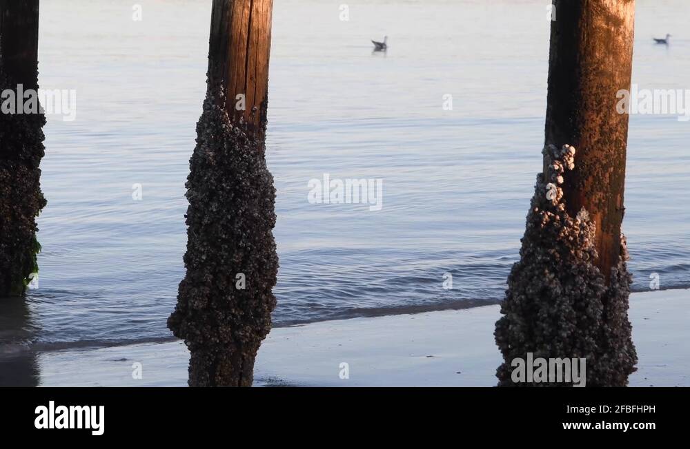 West coast shells Stock Videos & Footage - HD and 4K Video Clips - Alamy