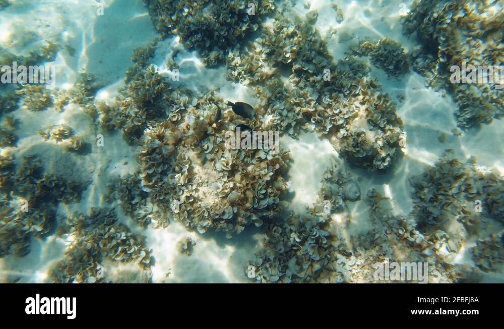 Deep sea bottom fish Stock Videos & Footage - HD and 4K Video Clips - Alamy