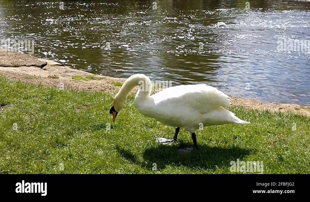 Swan children Stock Videos & Footage - HD and 4K Video Clips - Alamy