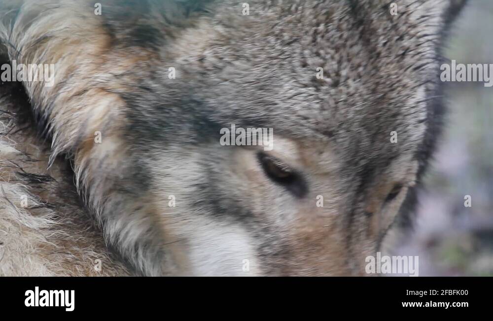 Wolf face Stock Videos & Footage - HD and 4K Video Clips - Alamy