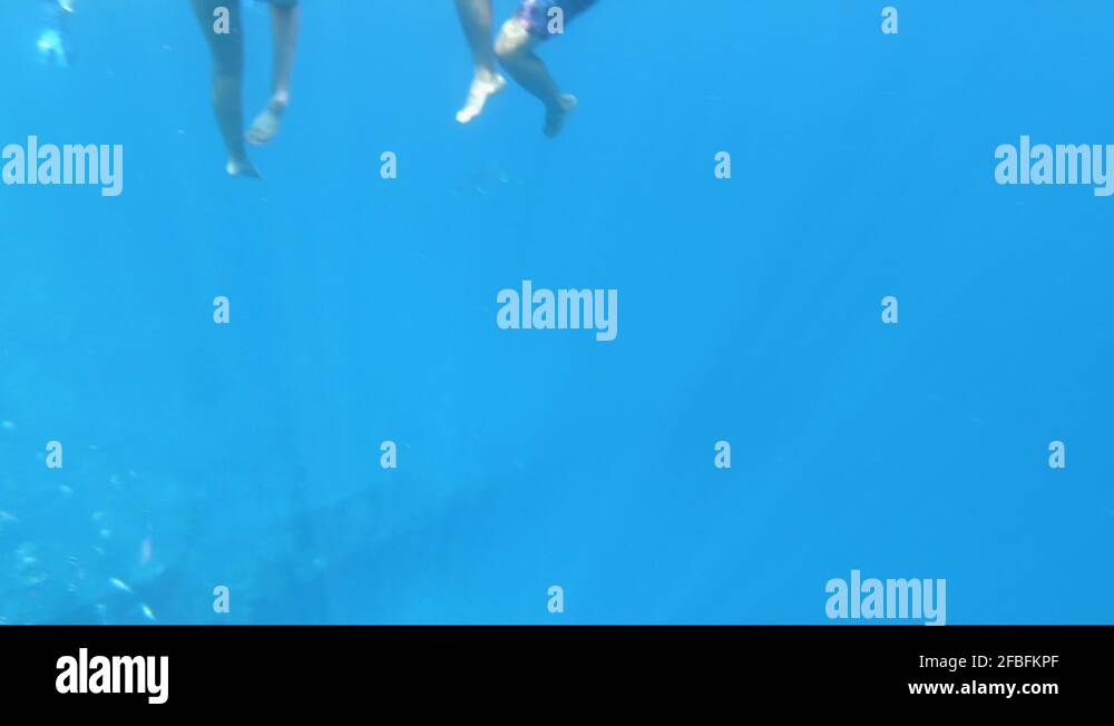 Divers see a small shark underwater in Coron, Philippines Stock Video ...
