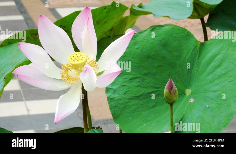 Lotus flower temple Stock Videos & Footage - HD and 4K Video Clips - Alamy