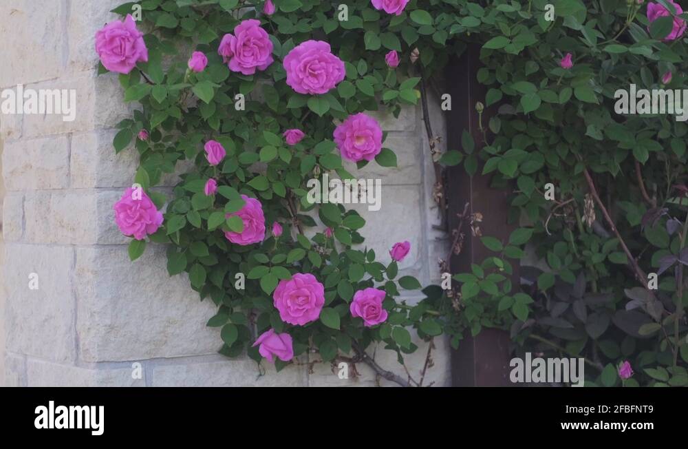 Climbing rose wall Stock Videos & Footage - HD and 4K Video Clips - Alamy