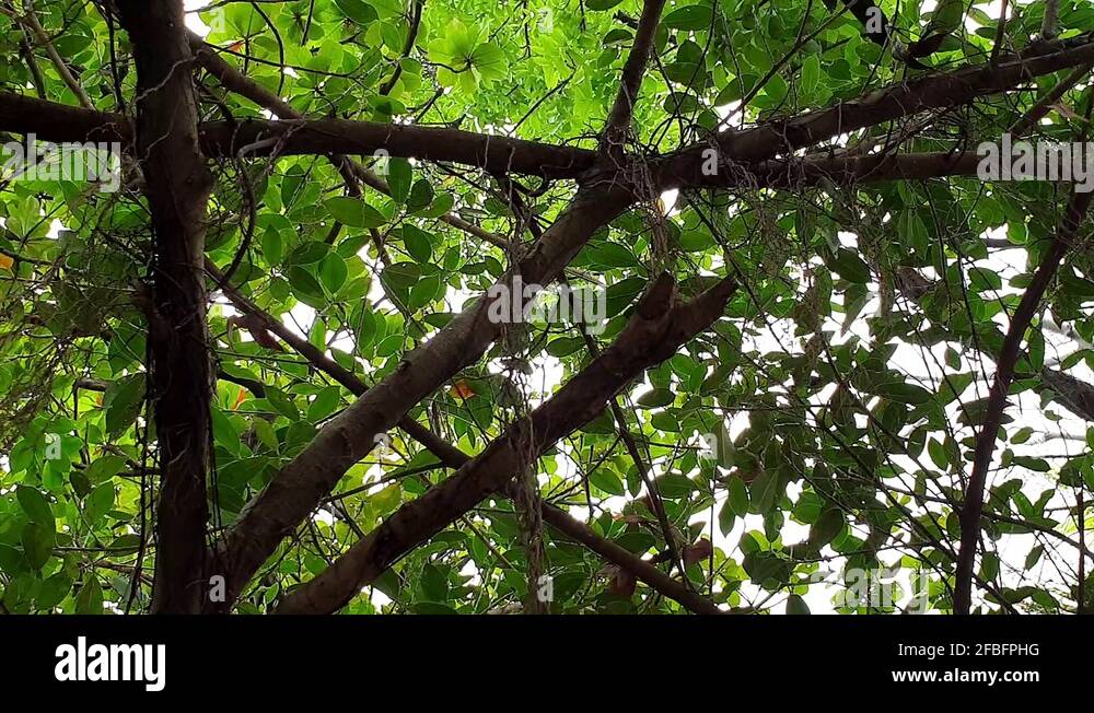 Strangler vines Stock Videos & Footage - HD and 4K Video Clips - Alamy