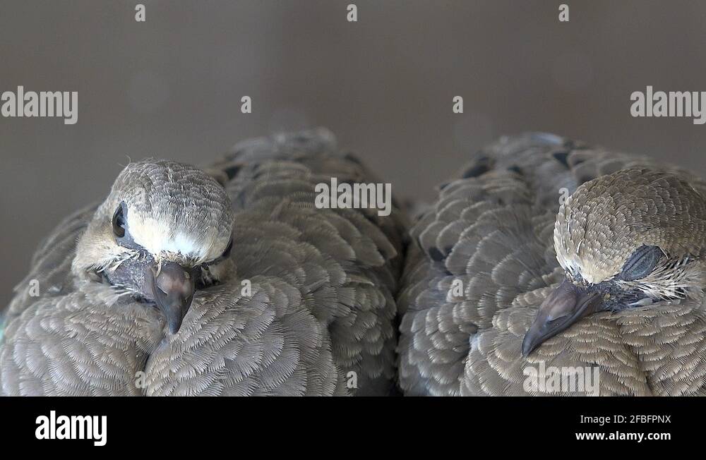 Downy young bird Stock Videos & Footage - HD and 4K Video Clips - Alamy