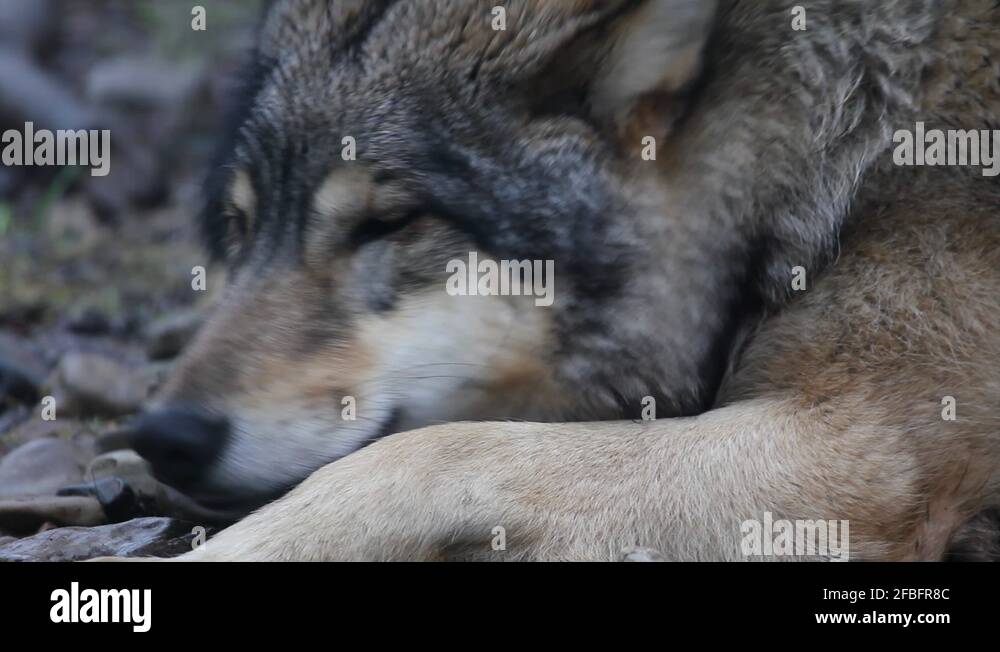 Sleeping wolf Stock Videos & Footage - HD and 4K Video Clips - Alamy