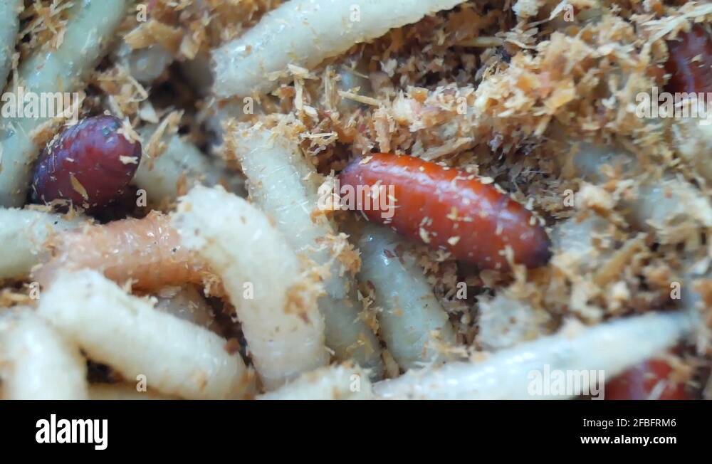 Worms fishing Stock Videos & Footage - HD and 4K Video Clips - Alamy