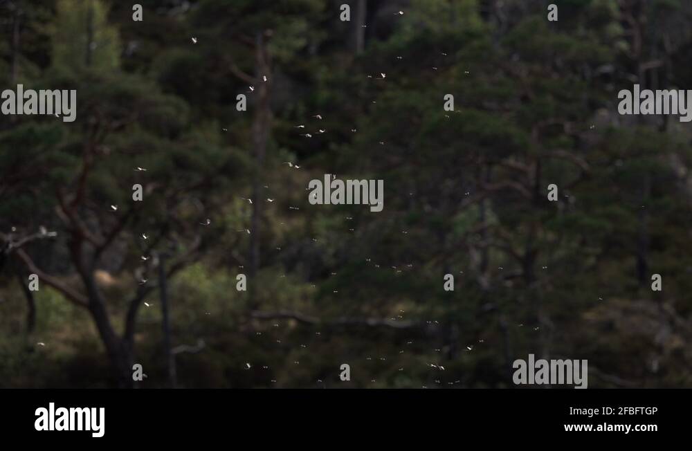 Mosquitos and Mayflies flying in big swarms together. Mayflies dancing ...