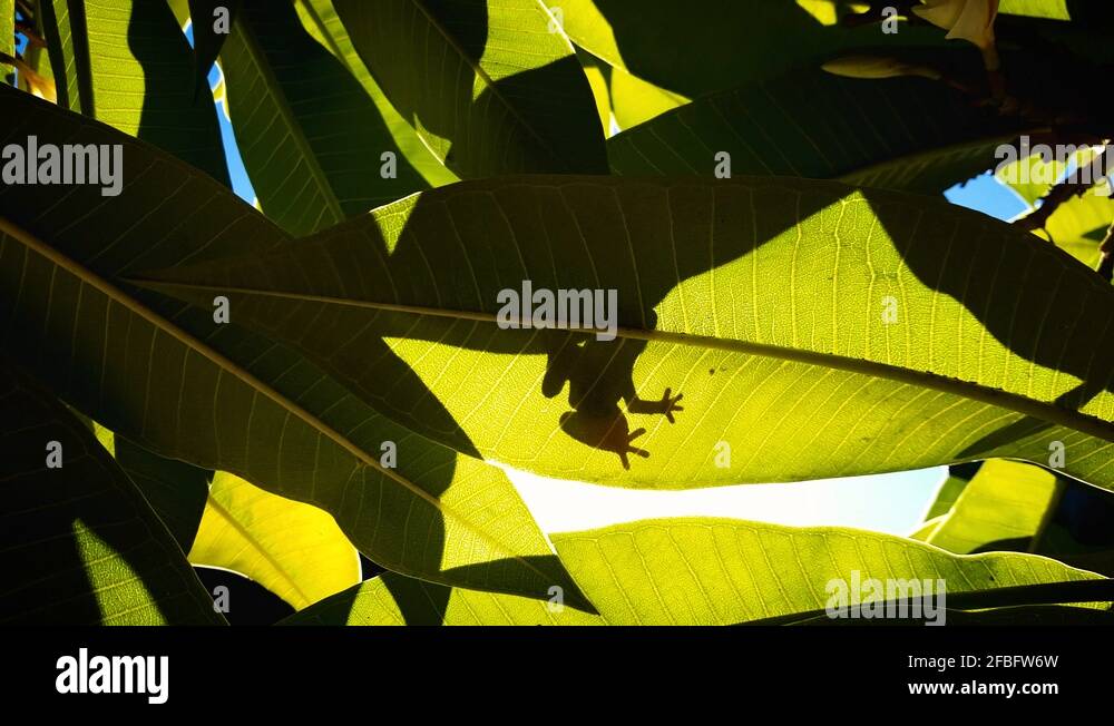 Transparent tree frog Stock Videos & Footage - HD and 4K Video Clips ...